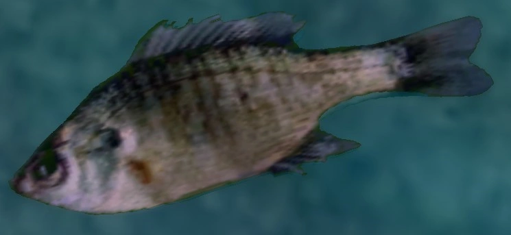 Fish | Star Wars Battlefront Wiki | Fandom