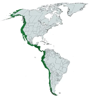 Long Chile | Battleship Craft Roleplay Wiki | Fandom