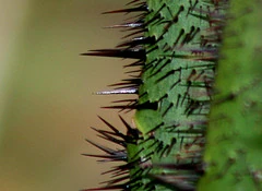 Razor Vines | Bavakian Chronicles Wiki | Fandom