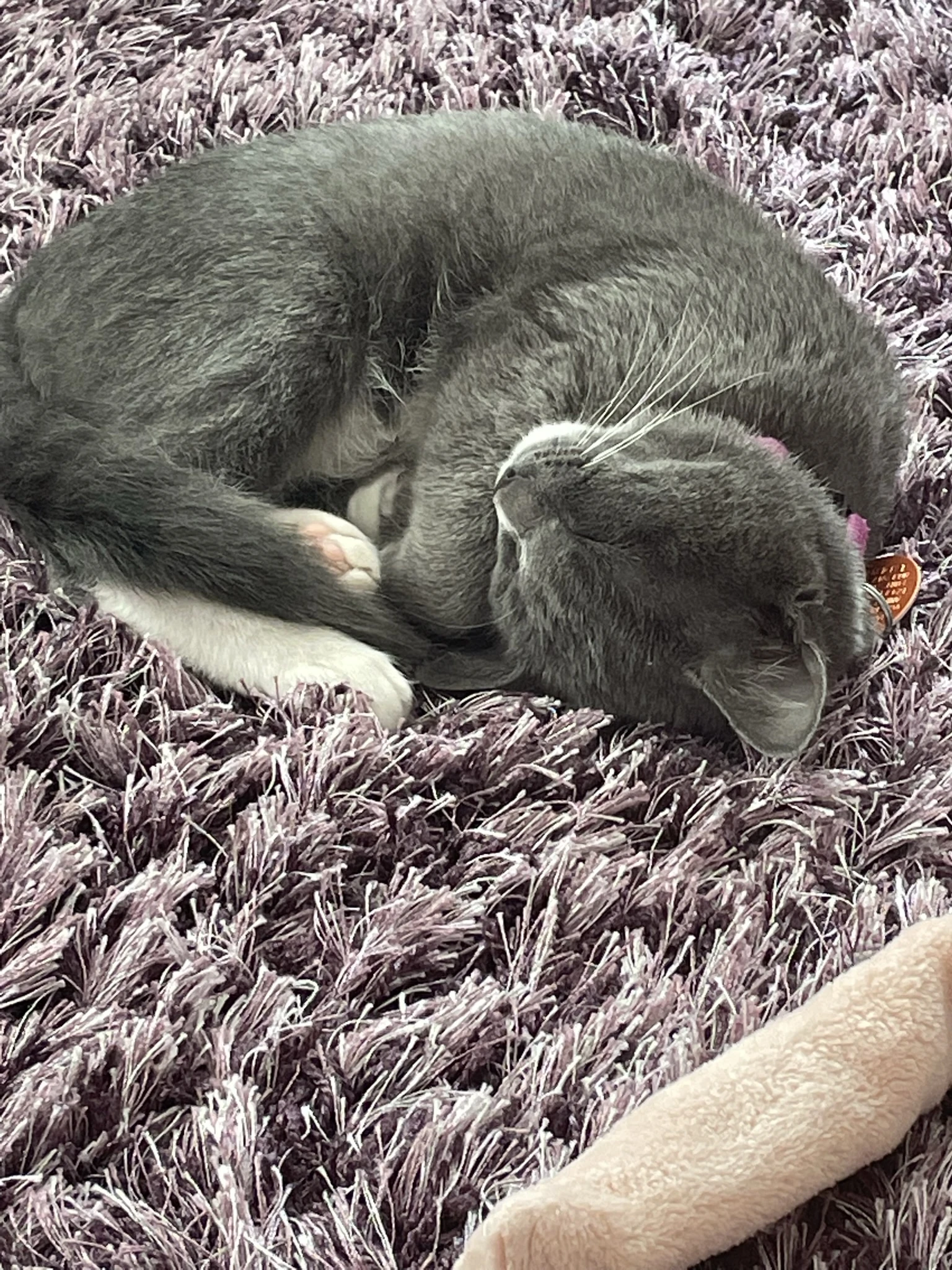 lf cat experts!! | Fandom