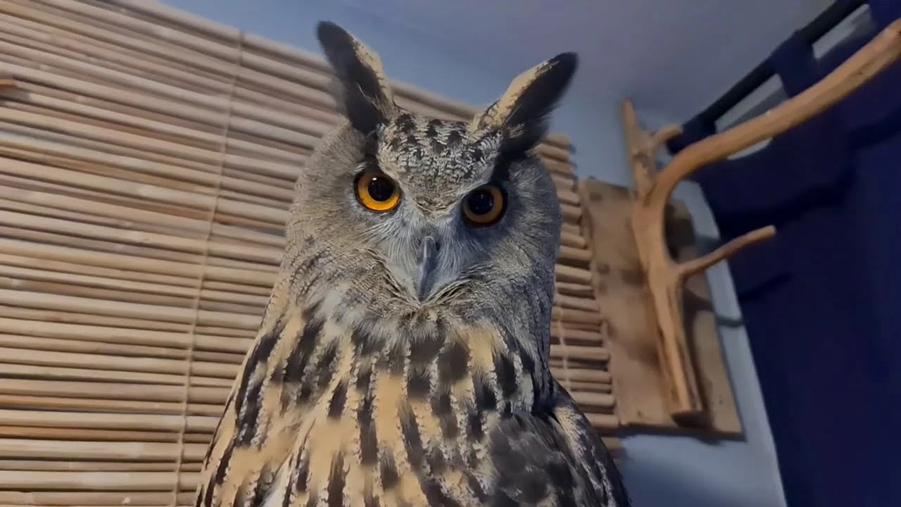 Yoll is madder than usual | Fandom