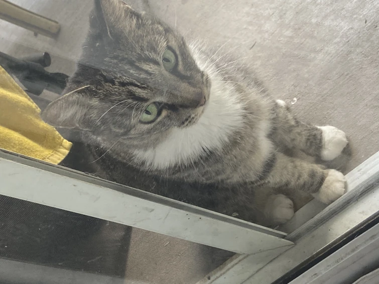 My irl pets | Fandom