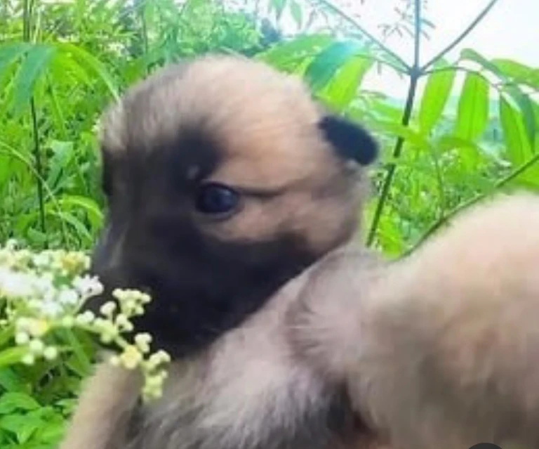 What theme is BBM? | Fandom