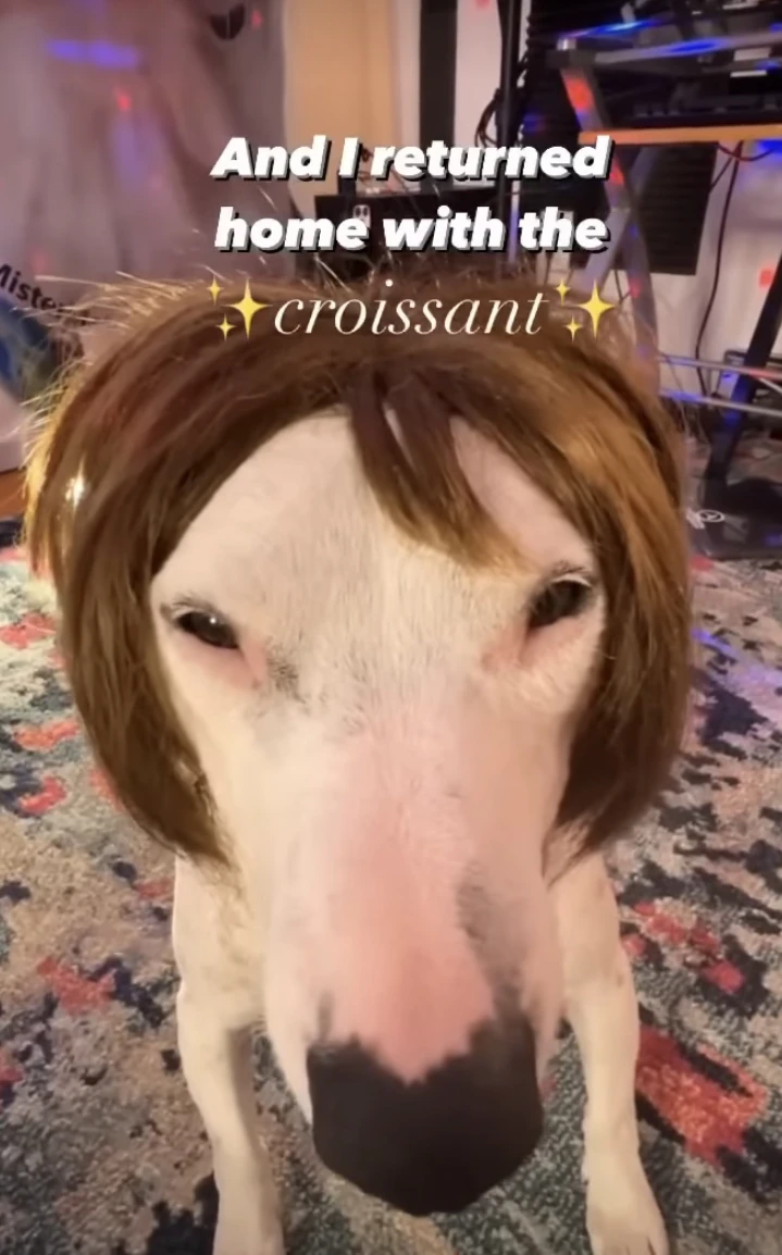 I wanted to watch dog videos why is meiko here | Fandom