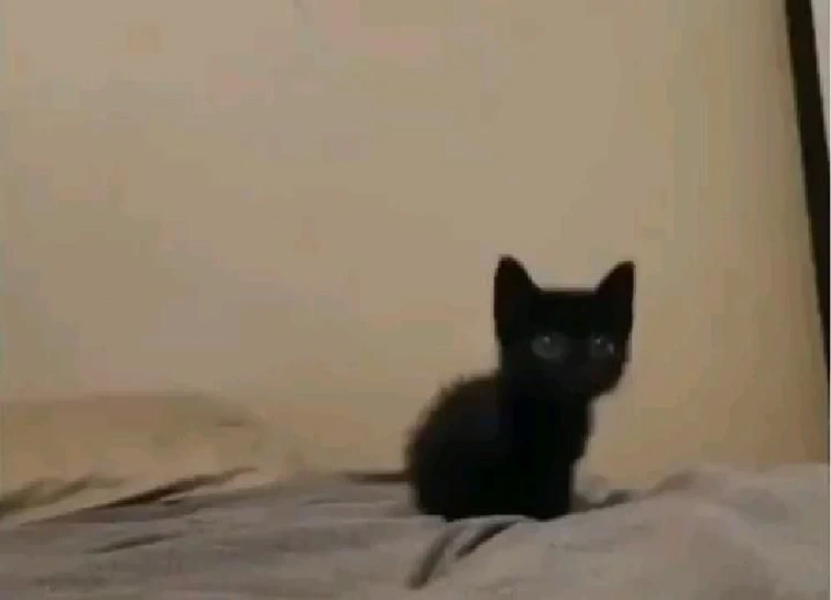 cat jumpscare | Fandom