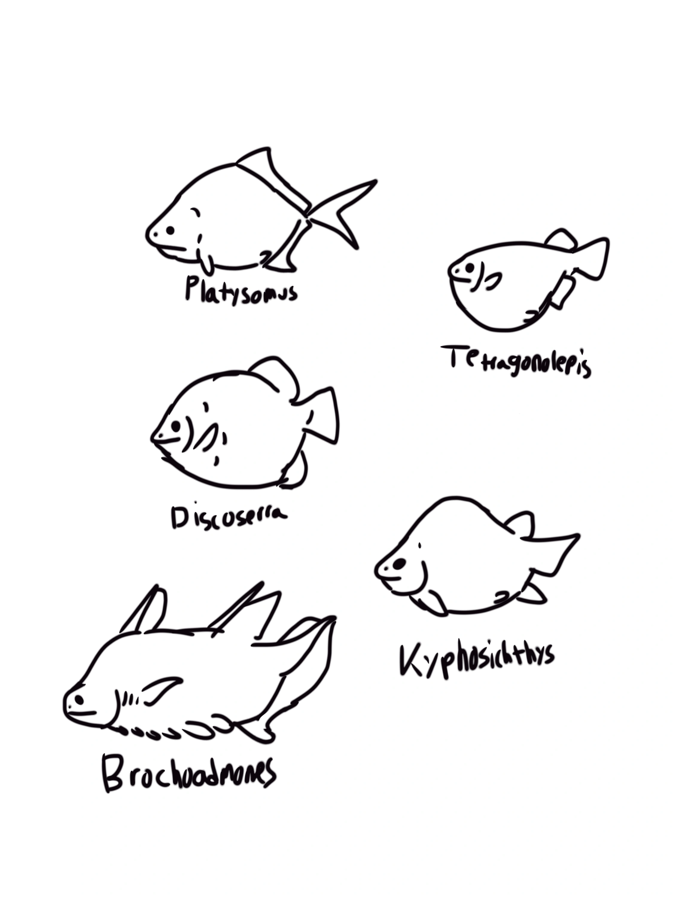 I like round fish and I cannot lie | Fandom