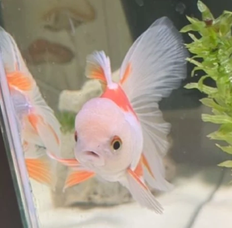 Introducing Anakin Waterwalker | Fandom