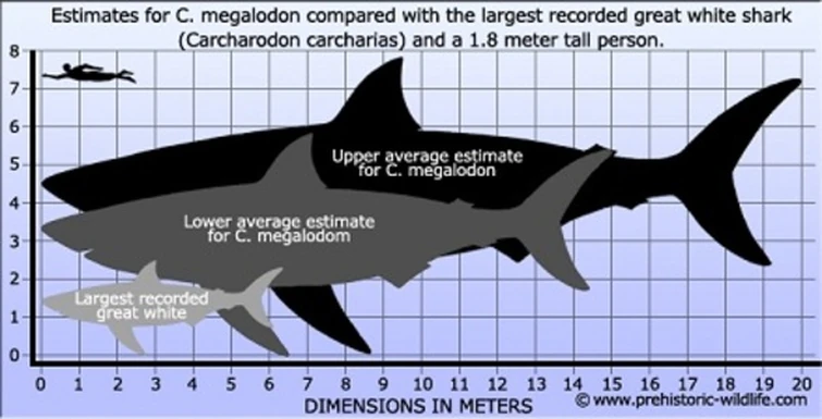 Livyatan vs C. Megalodon! | Fandom