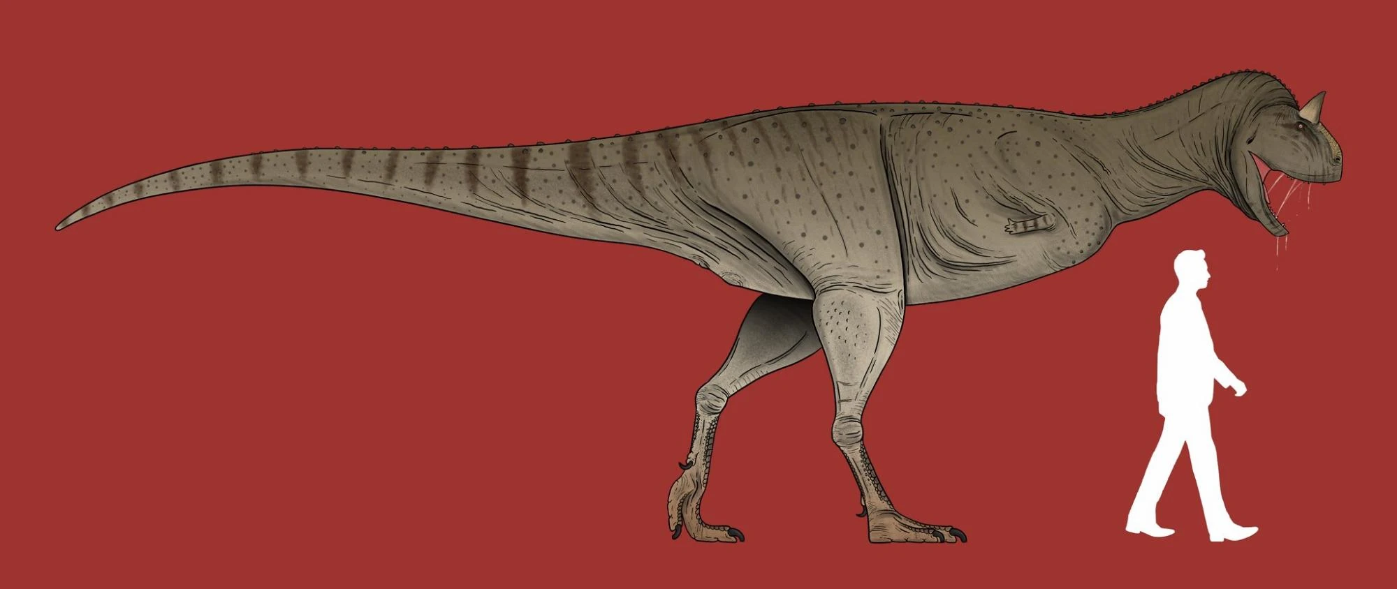 Carnotaurus by Cameron Spahn | Fandom