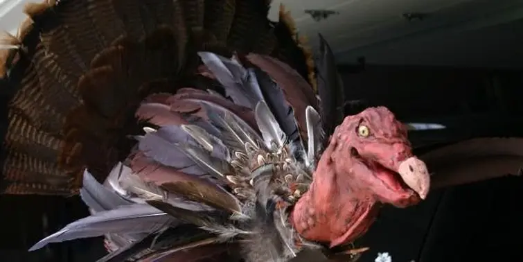 Question Theme: Turkeys | Fandom