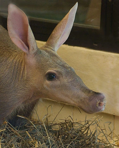 Aardvark | BBC Animals Wiki | Fandom