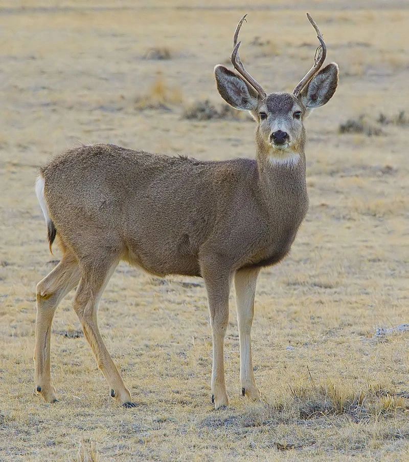 Mule Deer | BBC Animals Wiki | Fandom