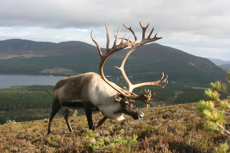 Reindeer | BBC Animals Wiki | Fandom