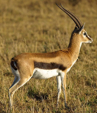 Thomson's Gazelle | BBC Animals Wiki | Fandom