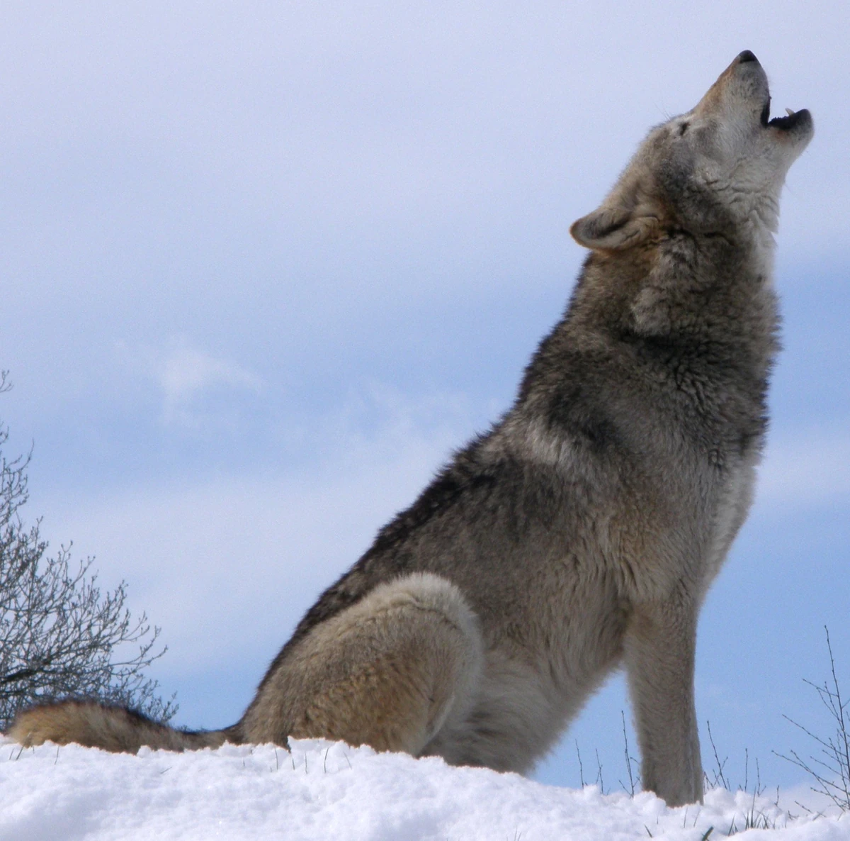Grey Wolf | BBC Animals Wiki | Fandom