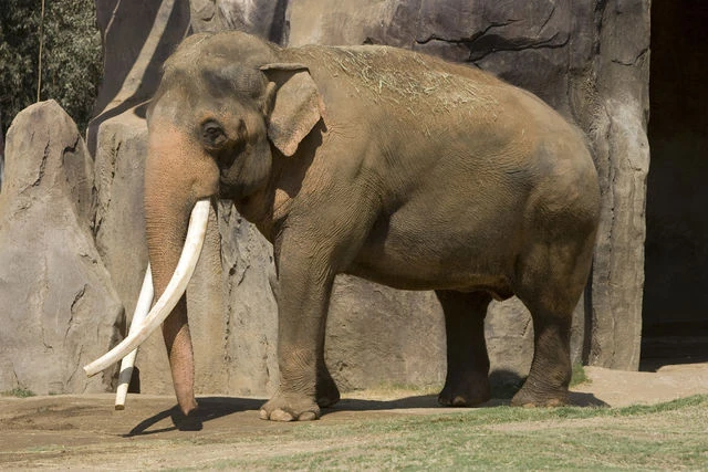Asian Elephant | BBC Animals Wiki | Fandom