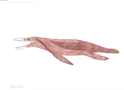 Pliosaurus funkei | BBC Mesozoic Wiki | Fandom