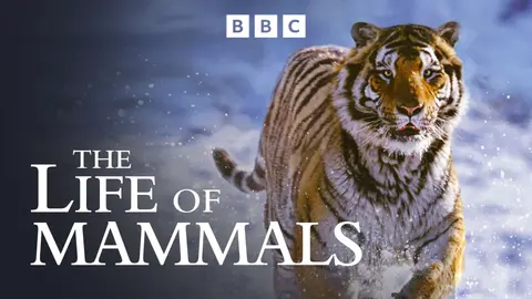 The Life of Mammals | BBC Natural World Wiki | Fandom