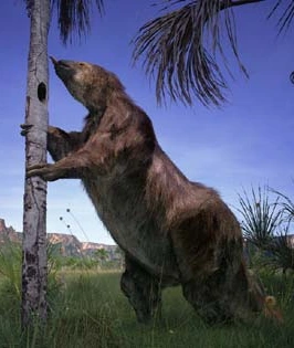 BBC Natural History Wiki:Workshop/Megatherium | BBC Natural History Wiki | Fandom
