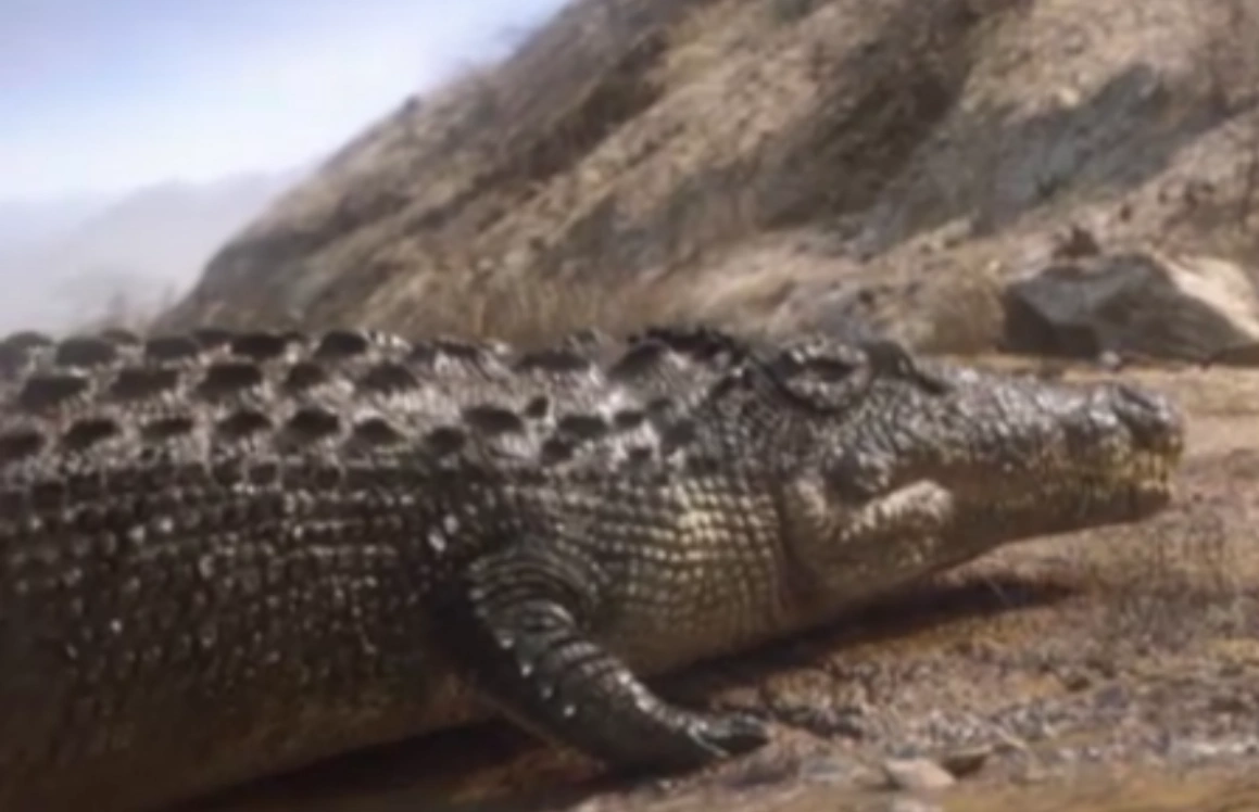 Crocodile | BBC Planet Dinosaur Wiki | Fandom