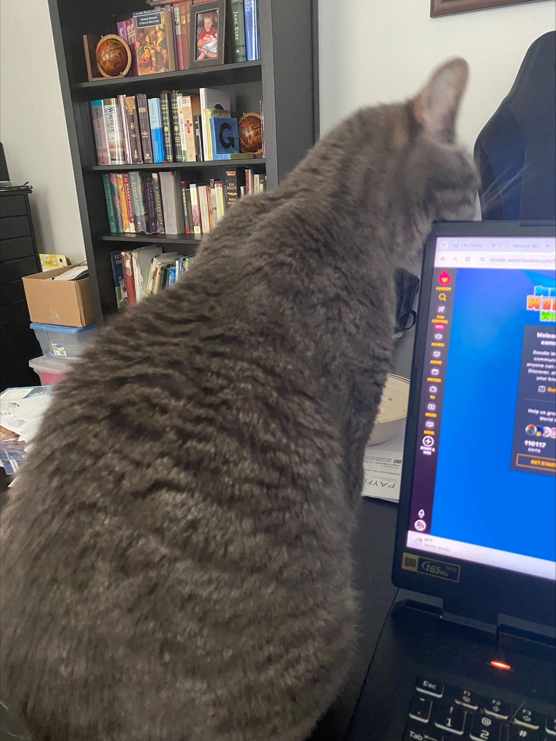 the other kitteh | Fandom