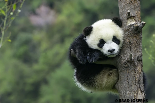 Bby Panda | Bby Kingdom Wiki | Fandom