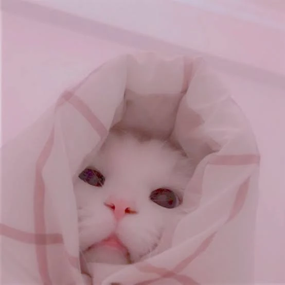 Cute cat pfps I found on google | Fandom