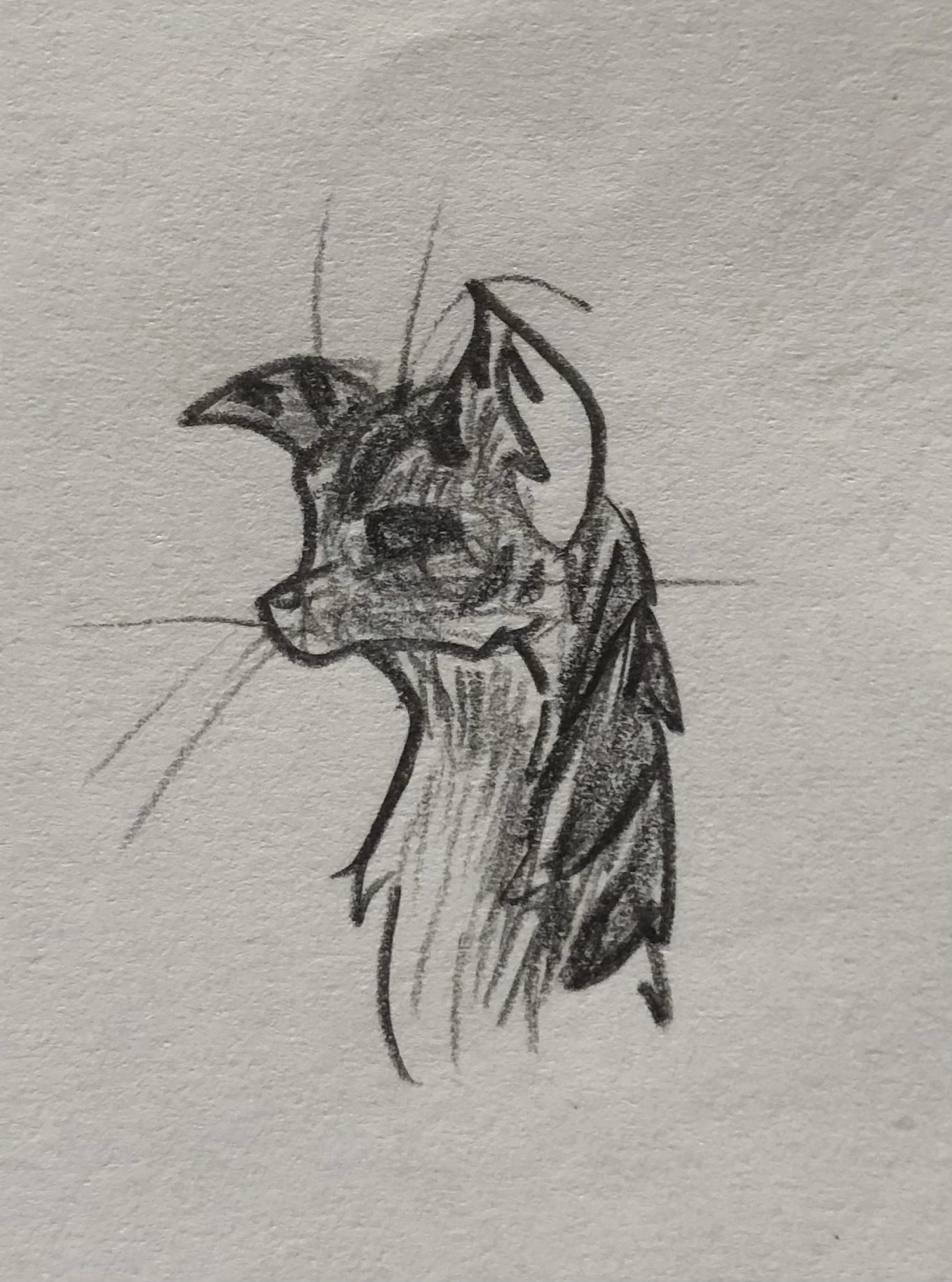 Cat Improvement? | Fandom