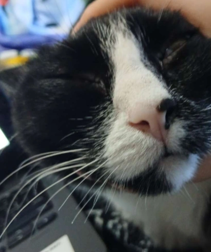 my gatito🥰 | Fandom