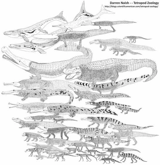 Crocodylomorphs | Fandom