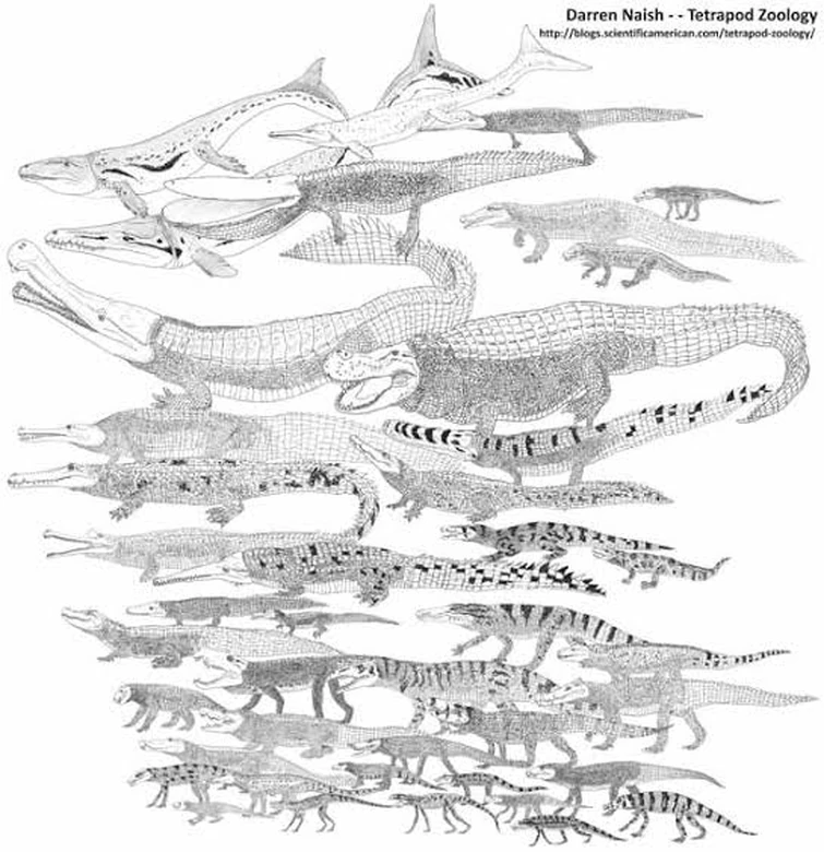 Crocodylomorphs | Fandom