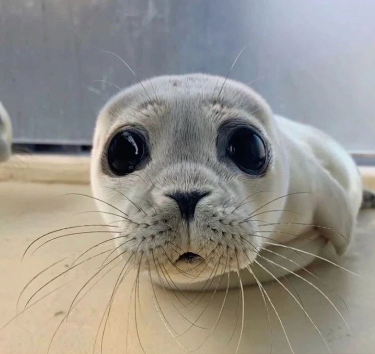 Mwahahahhaha | Fandom