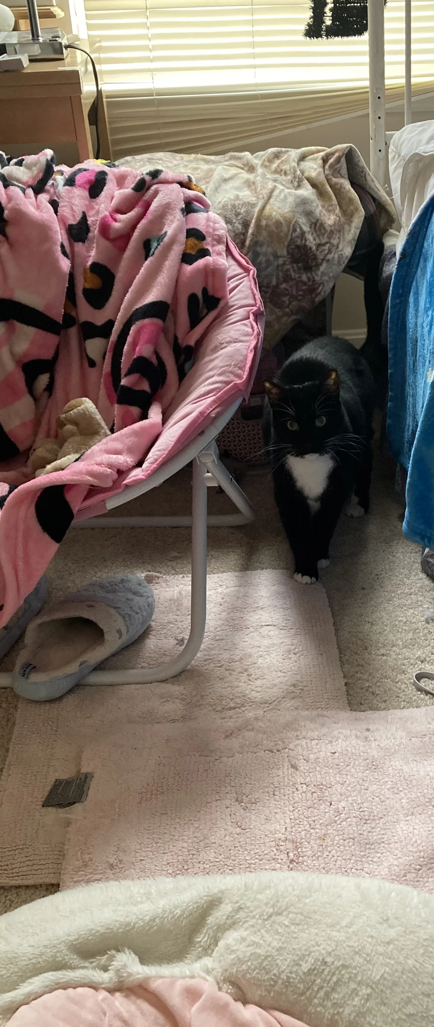 Daily Shadow - Day 75 | Fandom