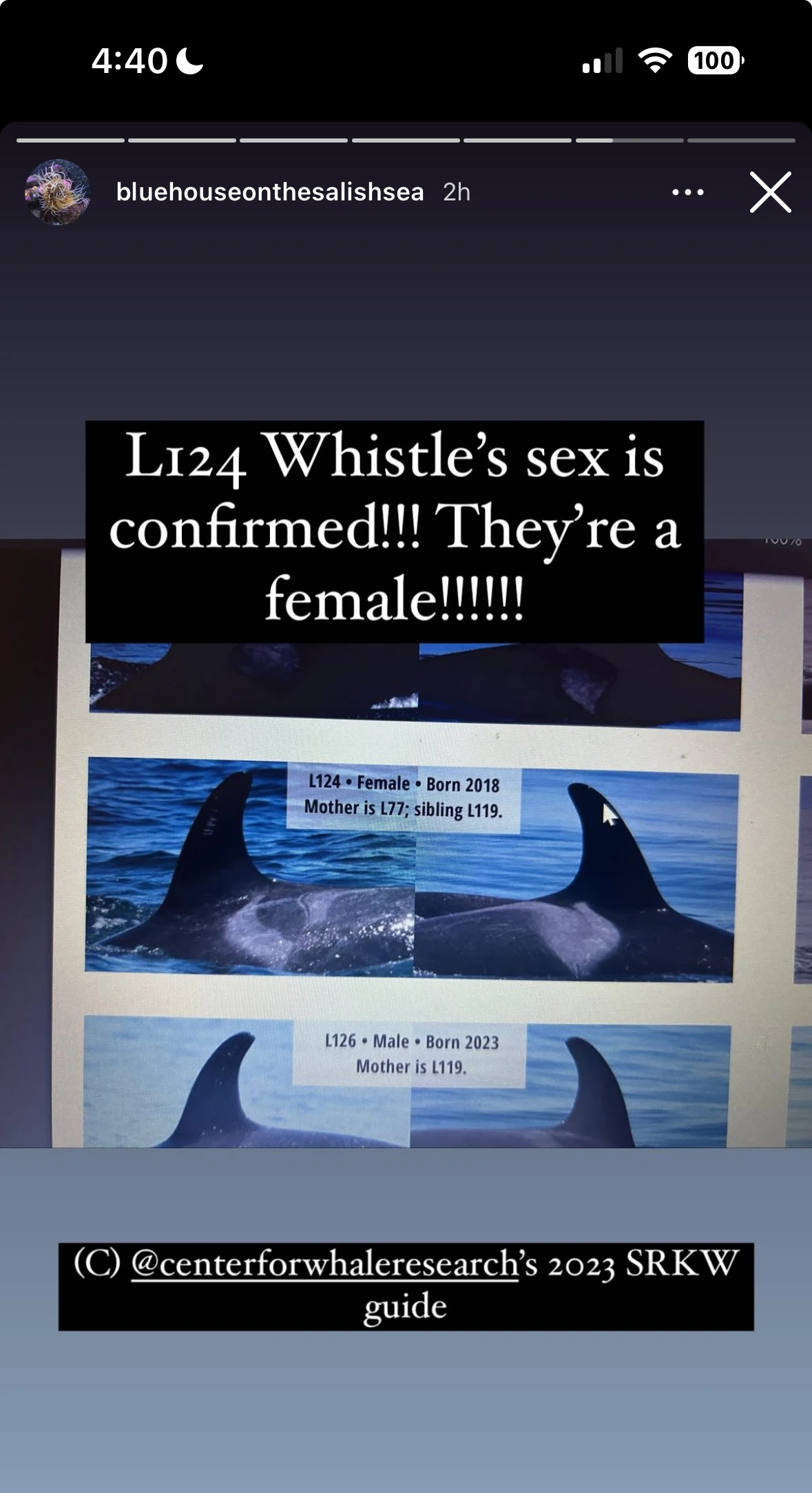 L124 Whistle Gender confirmed | Fandom