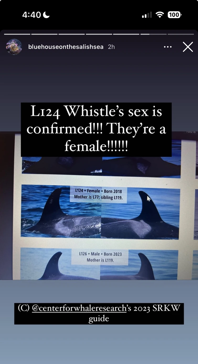 L124 Whistle Gender confirmed | Fandom