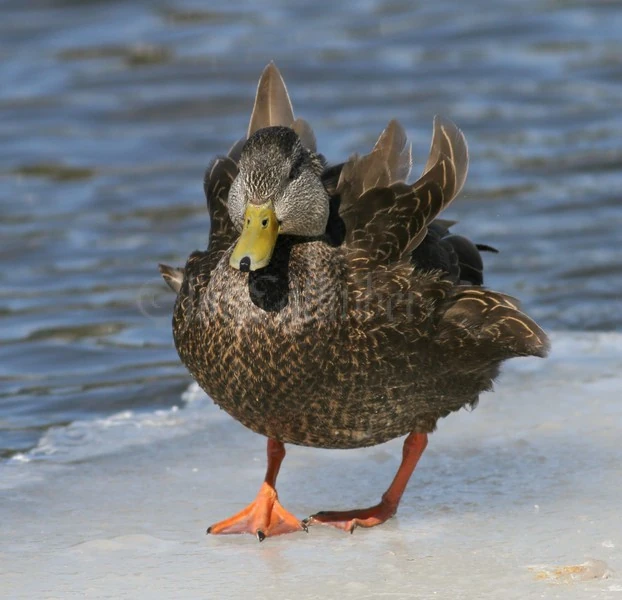 LF normal and neon silly ducks | Fandom