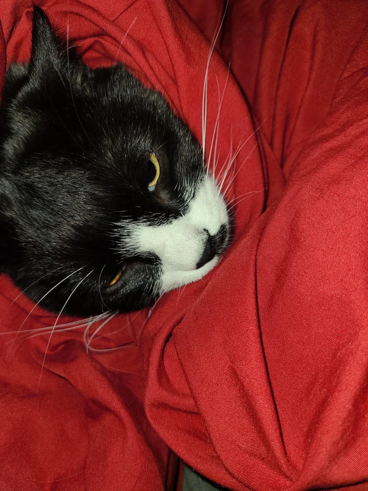 I'm soooo tired but I'm too lazy to go to sleep... | Fandom