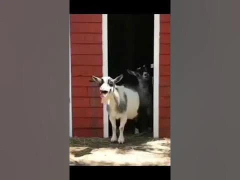 Incidental 20 be like: | Fandom