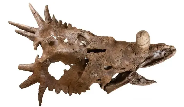 Why do some Styracosaurus have more frill spikes than others? | Fandom