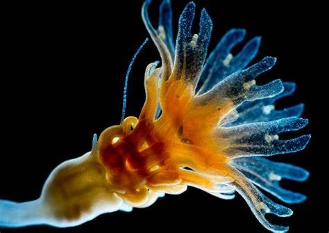 i am going to beat you to a polyp | Fandom