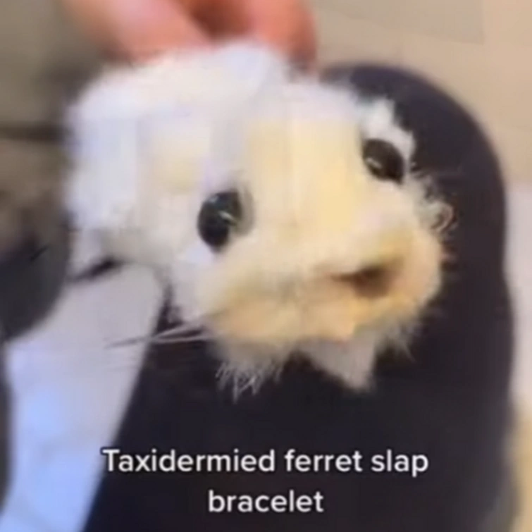 Hiiiii whats goody my gang | Fandom