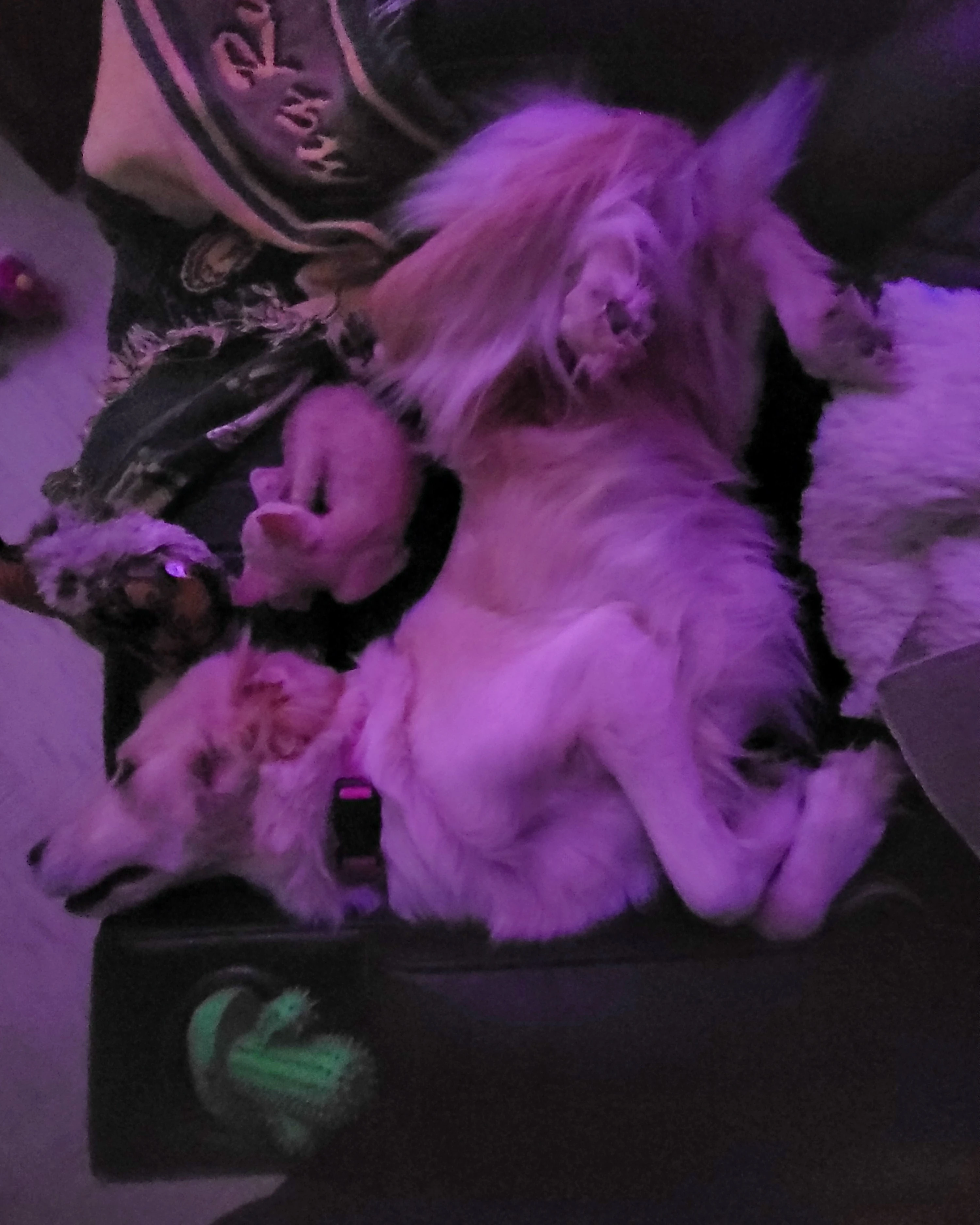 Ket and Doggo -w- | Fandom