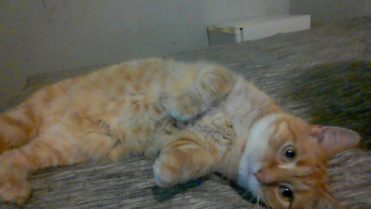 I LOVE MY CAT ZM | Fandom