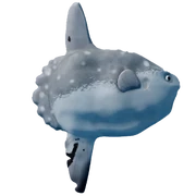 Fish | Be a Silly Seal Wiki | Fandom