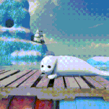 Seal Emotes + Face Expressions | Be a Silly Seal Wiki | Fandom