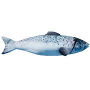 Fish | Be a Silly Seal Wiki | Fandom