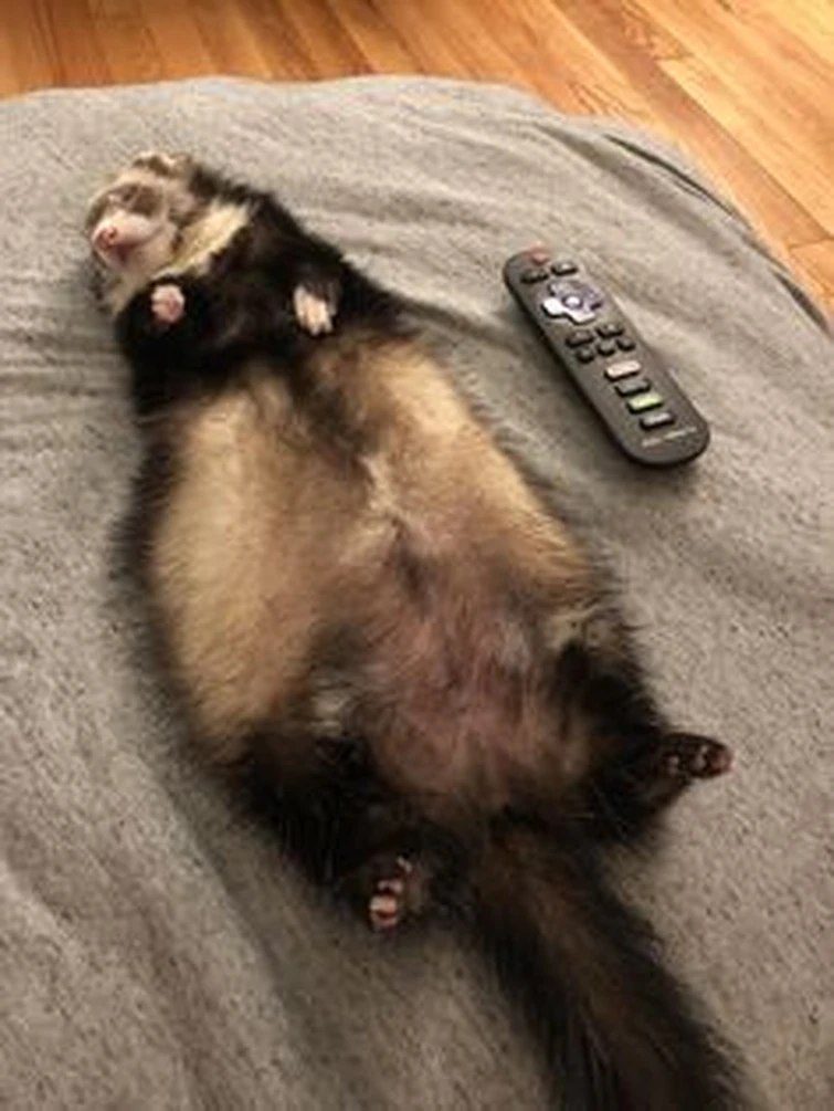 bringing back an old series, heres 3 ferret pic's incase if you feel down/lonely or sad, | Fandom