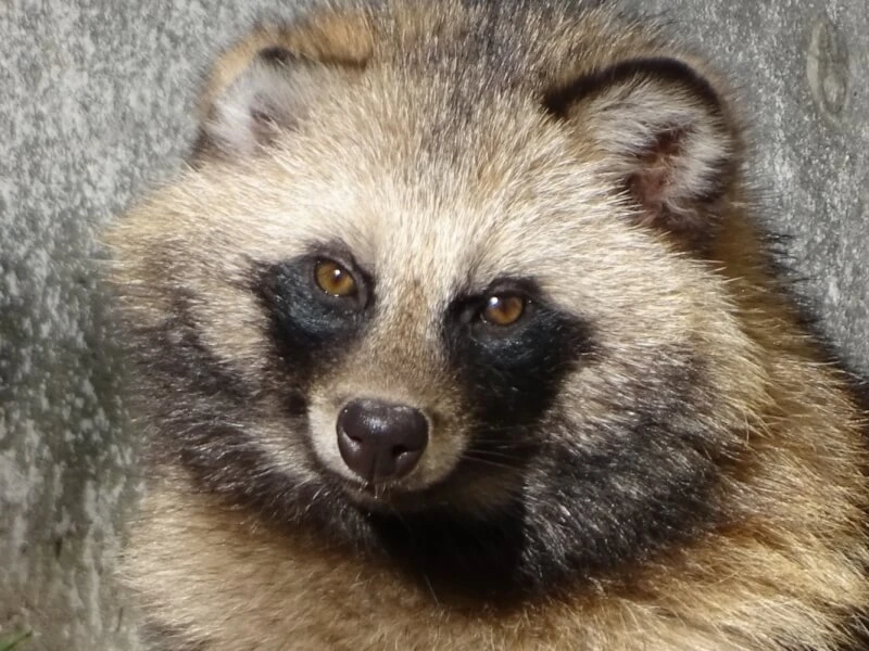I will explain about Raccoon dog/Tanuki. (Appeared in Wonderful Pretty ...