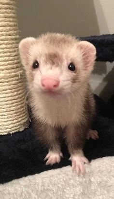 heres 5 ferret images again cause i gotta go to bed | Fandom