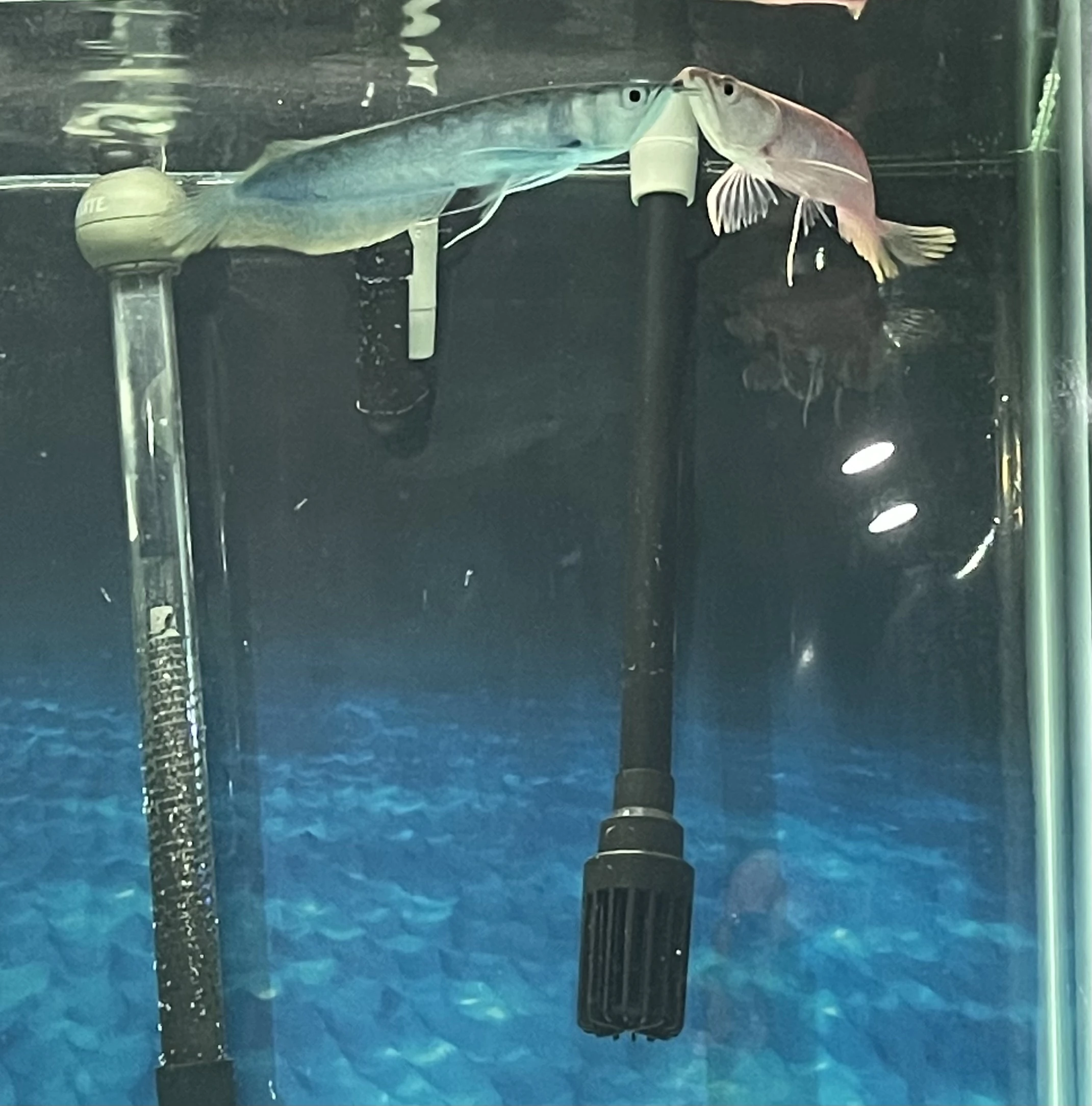 meet my new fish lol | Fandom